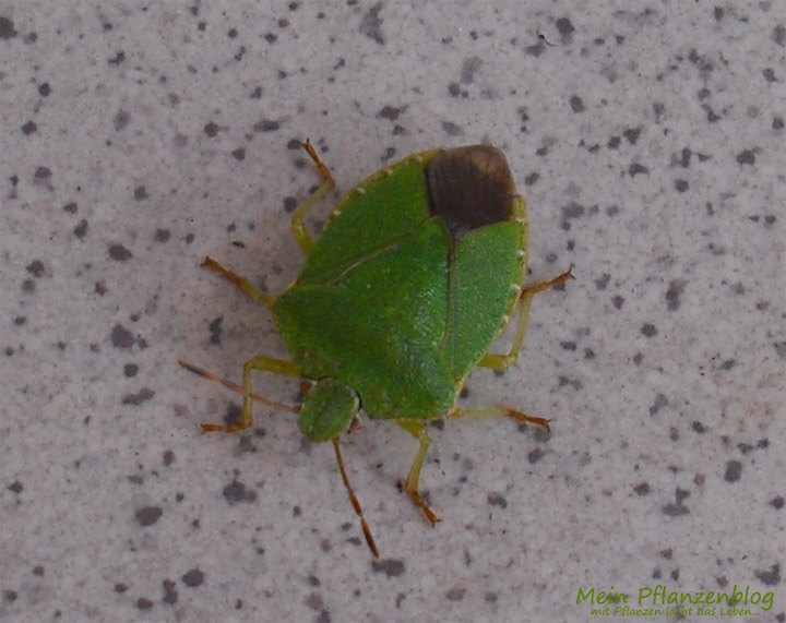 Der kleine Stinker!!! » Mein-Pflanzenblog