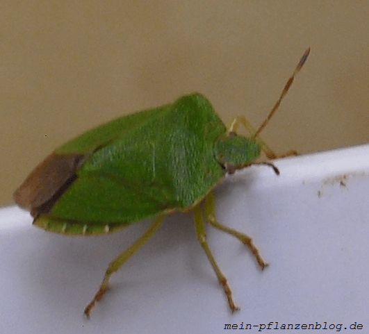 Stinkekäfer » Mein-Pflanzenblog