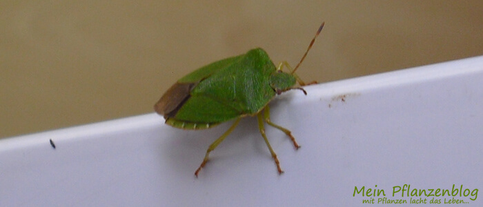 Der kleine Stinker!!! » Mein-Pflanzenblog