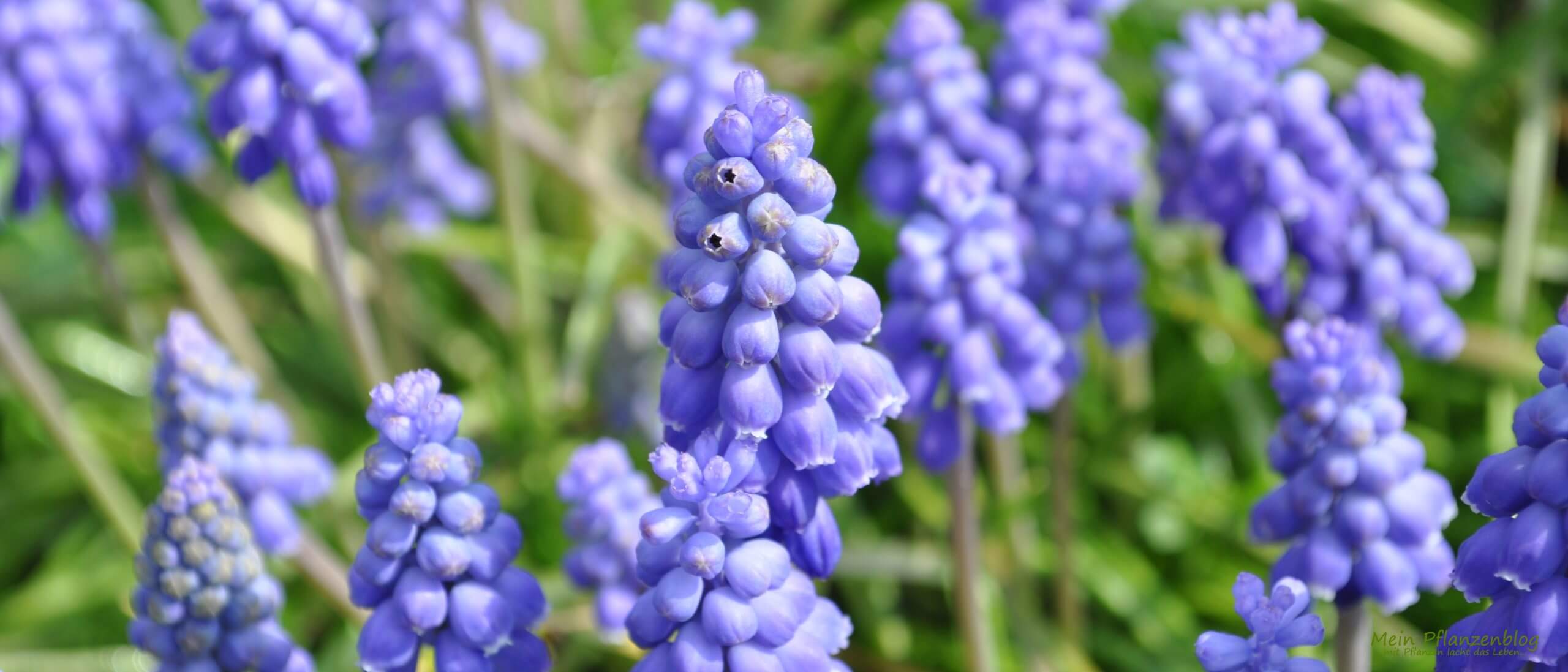 Traubenhyazinthe » Mein-Pflanzenblog
