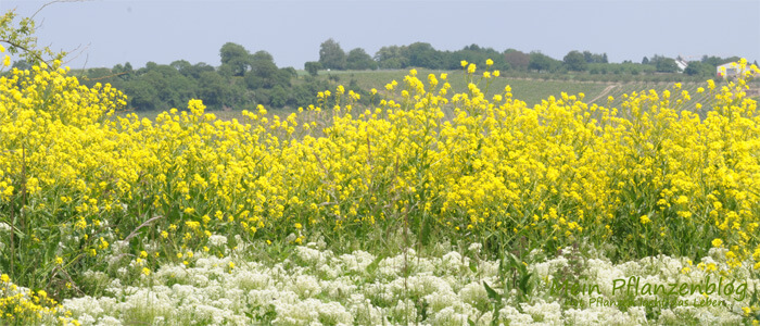 Raps » Mein-Pflanzenblog